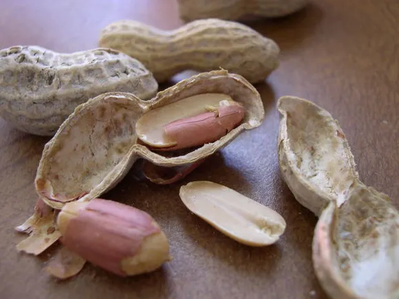 How treatment that could reduce peanut allergies might change food ...
