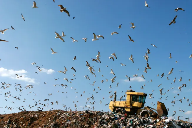 New Jersey landfill looks for ways to protect birds from invisible ...