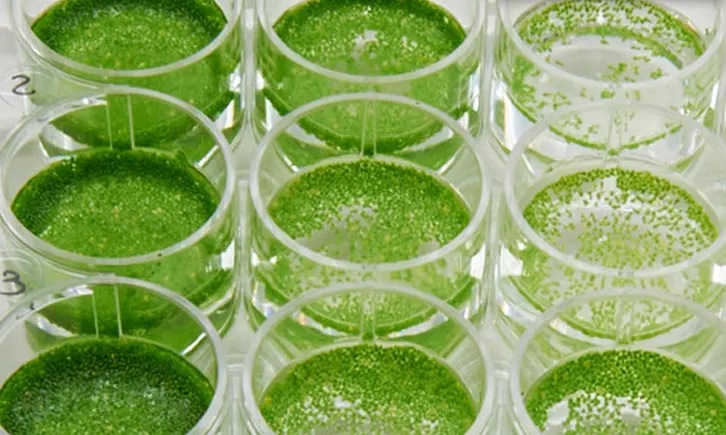 Duckweed builds on superfood potential with impact on glucose levels ...