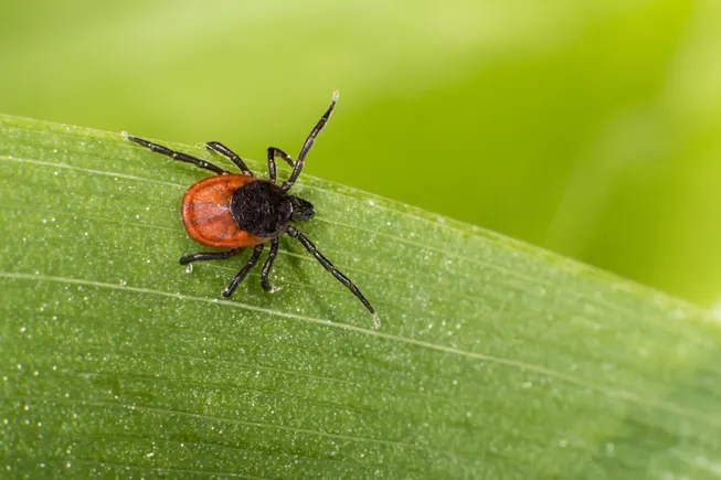 Pfizer, Valneva take next step with Lyme disease shot, starting large ...