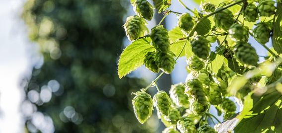 Farm to pint: How Anheuser-Busch cultivates its ingredients amid a ...