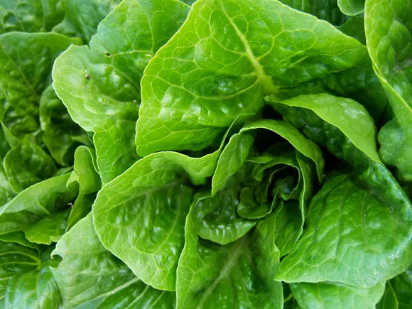 Walmart asks lettuce suppliers to trace products using blockchain ...