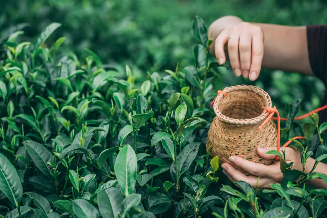 Major tea companies linked to plantations with reported human rights ...