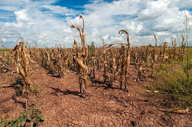 Global warming puts food supply at risk, UN report warns | Food Dive