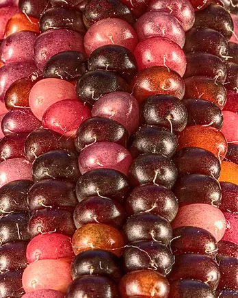 Purple corn popping up as next 'superfood' | Food Dive