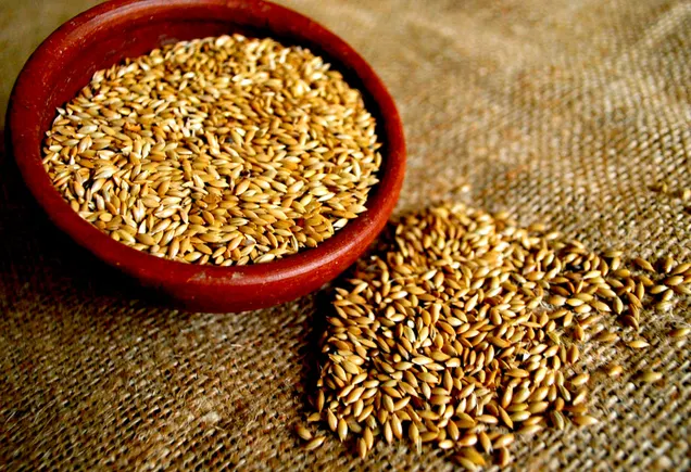 Canary seed is not just for the birds | Food Dive