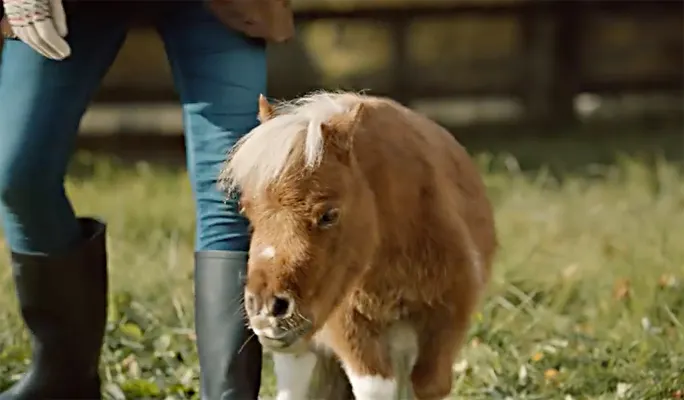 Amazon pitches Prime membership with miniature horse's help | Retail Dive