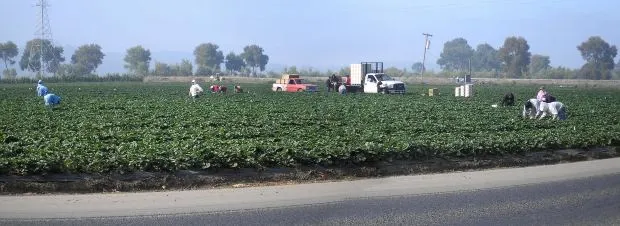 Sweet Green Fields bets on the southeast for its stevia crop | Food Dive