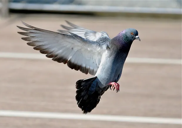 Pavlov's pigeons? Birds taught to accurately identify breast cancer in ...
