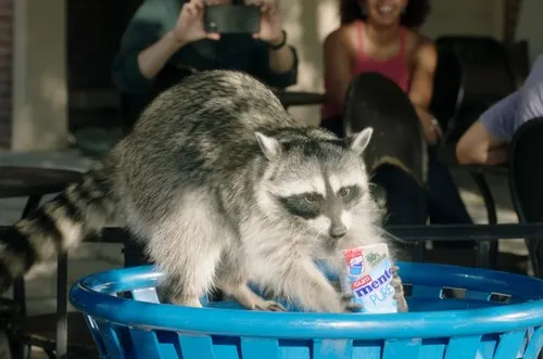 Mentos sustainability campaign ‘proves’ racoons are better at recycling ...