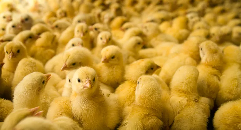 Consumers embrace tech preventing male chick culling, but will the egg ...