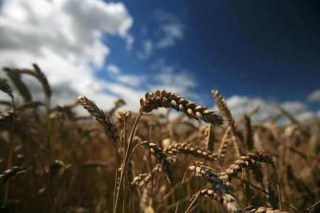 Corteva unveils ‘breakthrough’ in drought-resistant wheat | Agriculture ...