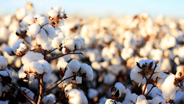 Apparel brands take a closer look at sourcing after cotton ban | Supply ...