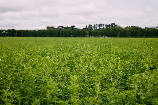 How Leaft Foods turns green plants into a protein nutritionally similar ...