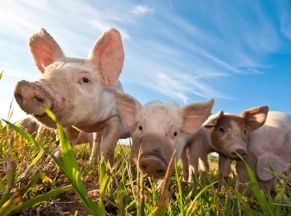 Missouri company invests $120M in animal waste-to-energy operation ...