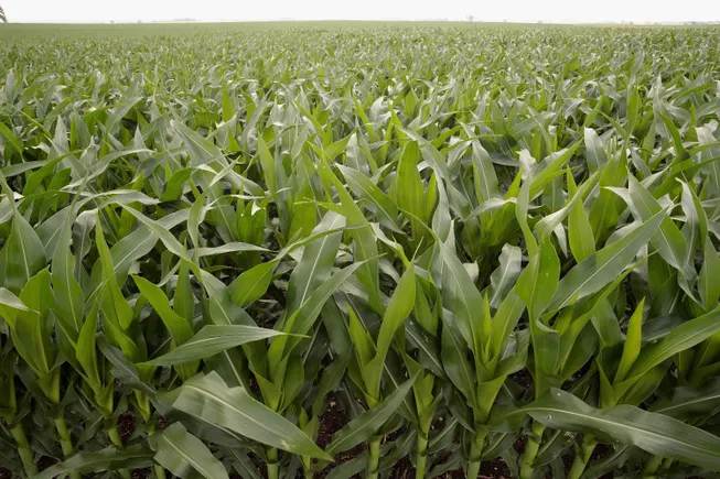 US to raise Morocco phosphate fertilizer tariffs again | Agriculture Dive
