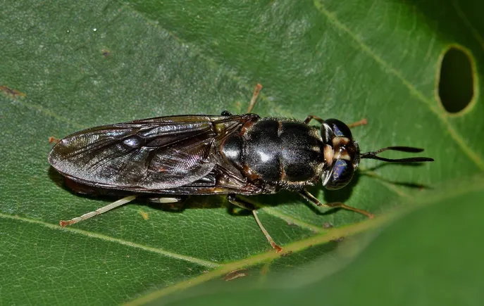 Bug-fed meat gets a step closer with fly processing plant | Food Dive