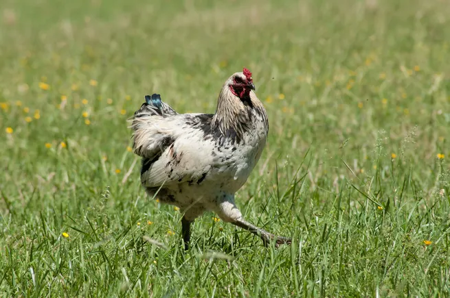 Seattle co-op PCC commits to high chicken welfare standards | Grocery Dive