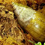 Stucco-eating snails are attacking Florida homes | Construction Dive