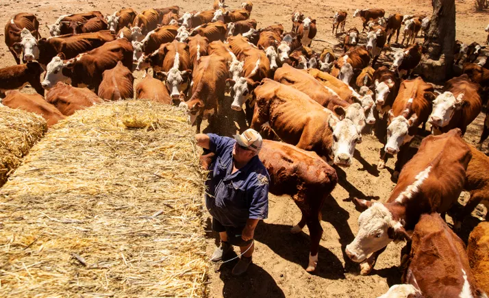 JBS USA is spending $130M to boost beef capacity amid growing demand ...