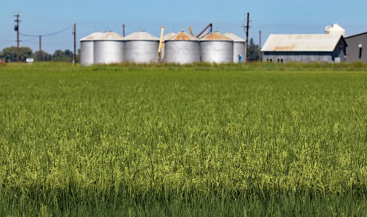 How sustainable California rice solves for mounting shopper concerns ...