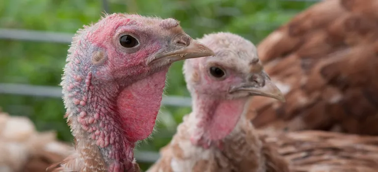 Cargill launches a traceable turkey program ahead of Thanksgiving ...