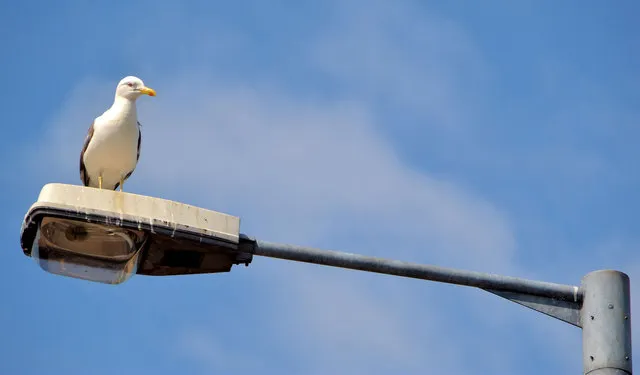 FPL launches 'smart' streetlight project | Utility Dive