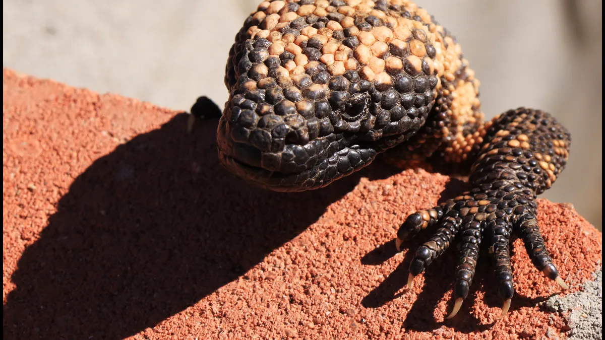 Witch's brew? What drugs contain leech and lizard parts | BioPharma Dive