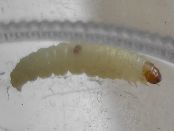 Scientists: Waxworm bacteria effectively degrades plastics | Waste Dive