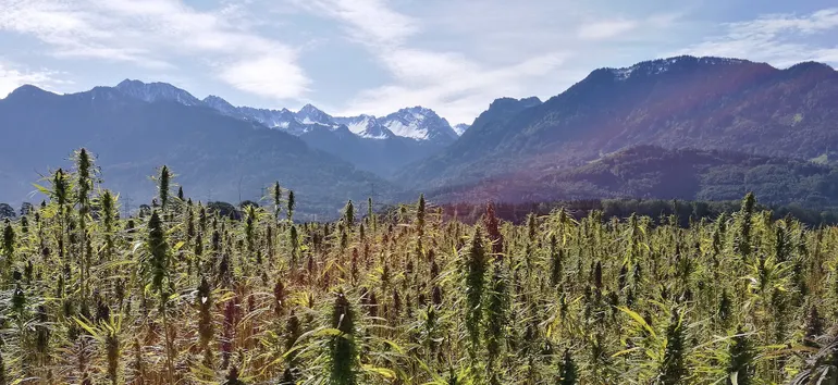 How the waste industry can keep up with an ever-growing cannabis stream ...