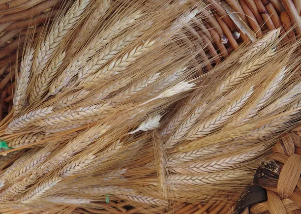 US farmers are testing a new high-fiber wheat variety | Food Dive