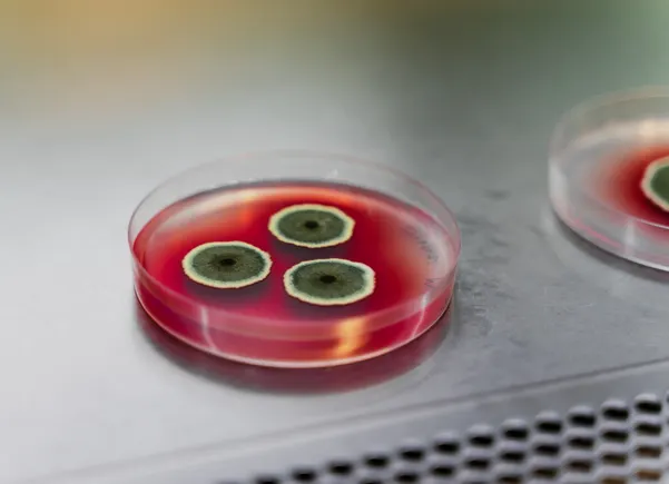 Michroma raises $6.4M to speed commercialization of natural red food ...