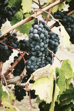Welch's collaborates with Blue Marble to put grape waste to good use ...