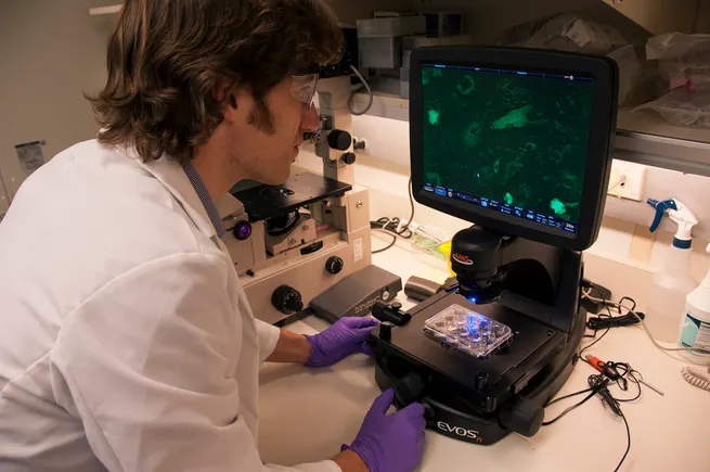 J&J pursues stem cell diabetes deal with ViaCyte | BioPharma Dive