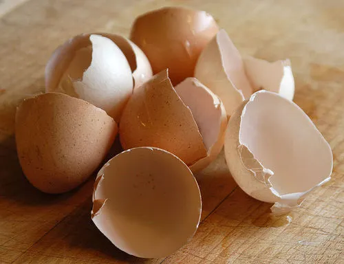 University scientists develop flexible bioplastic blend using eggshells ...