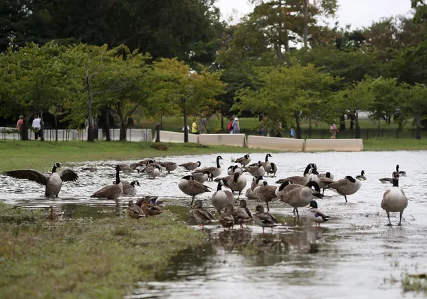 When Canada geese swarm cities, officials flock to solutions | Smart Cities Dive