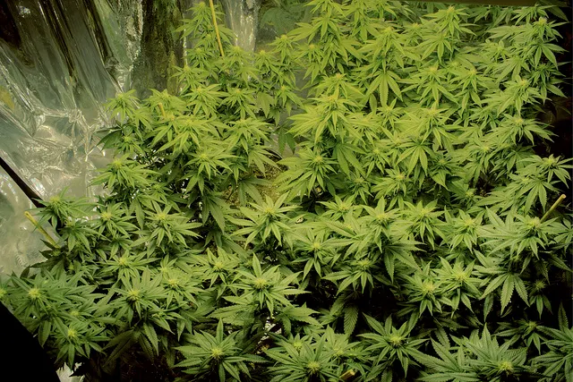 Insys cannabinoid drug Syndros given Schedule II status | BioPharma Dive