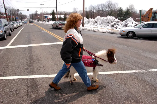 What to know about service animals in the workplace | HR Dive