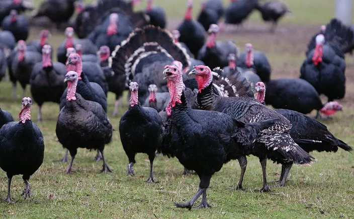 Bird flu hits turkey supply ahead of Thanksgiving | Supply Chain Dive