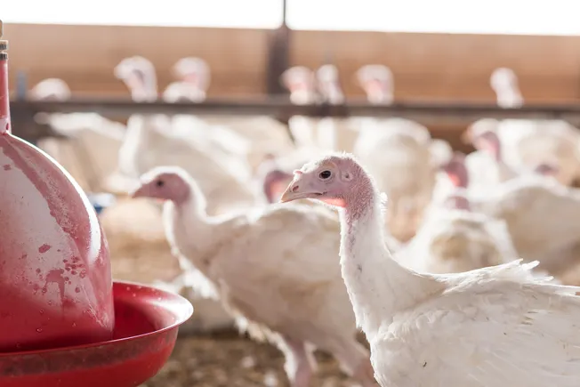 Cargill expands blockchain for turkeys ahead of Thanksgiving | Food Dive