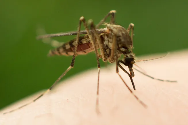 Inovio stock surges on news of promising Zika vax results in mice ...