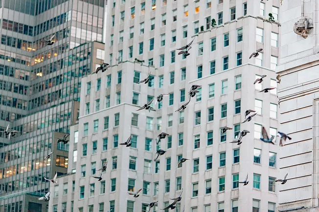 Avian-friendly buildings are not just for the birds | Smart Cities Dive