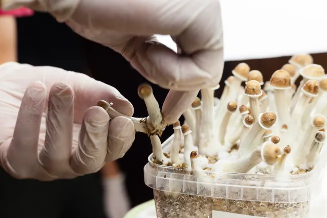 Compass delays anticipated psilocybin readout, cuts staff | BioPharma Dive