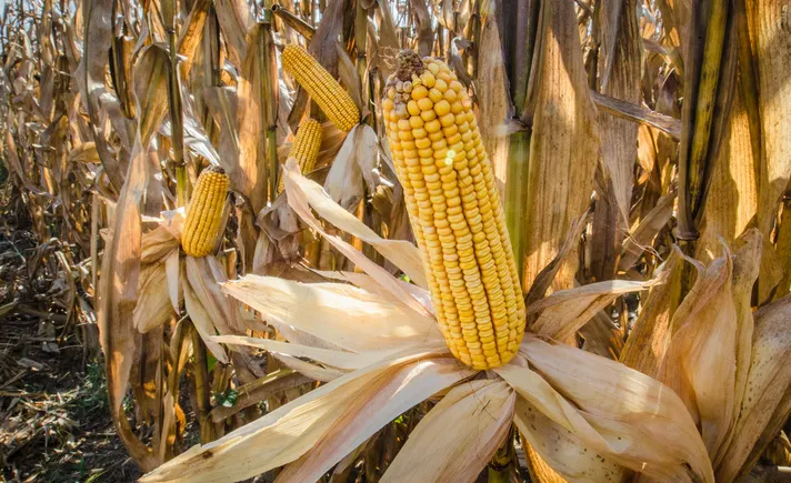 Monsanto receives USDA approval for new GMO corn | Food Dive