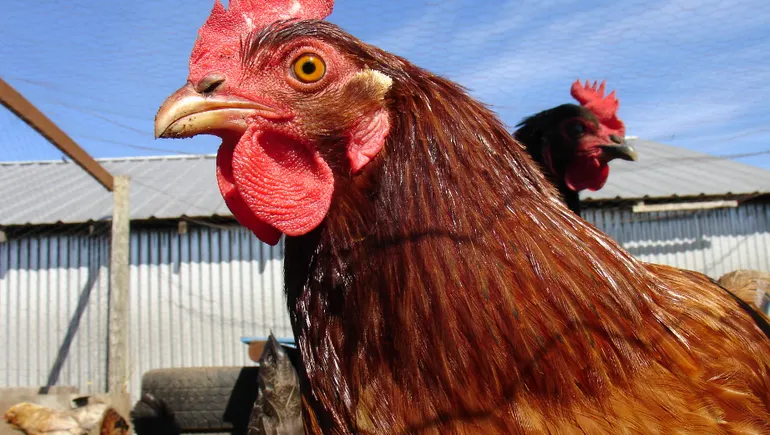 Blue Apron founder launches next-gen food company | Grocery Dive