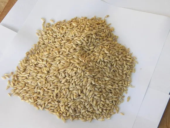 GoodMills Innovation launches new functional seed, grain ingredients ...