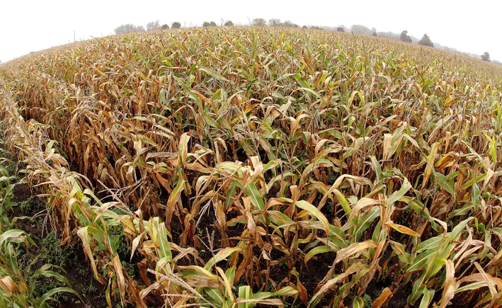 US corn production set to hit record high | Agriculture Dive