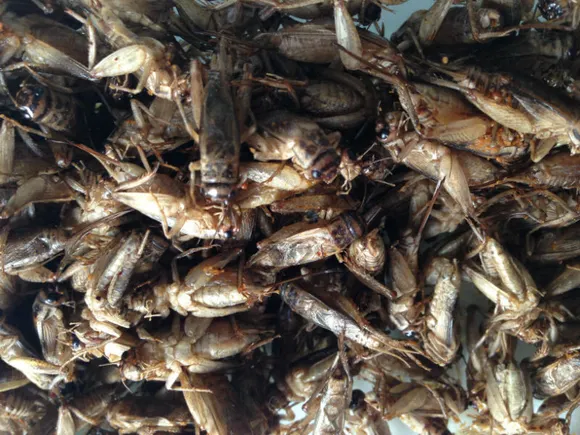 How a veteran insect supplier makes cricket products sing | Food Dive