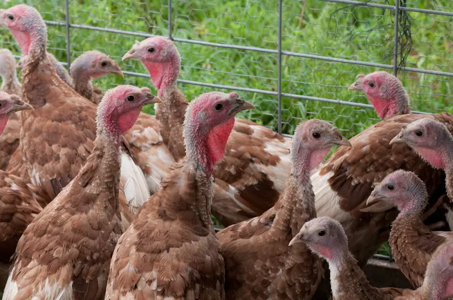 Cargill talks turkey on reducing antibiotics in its birds | Food Dive