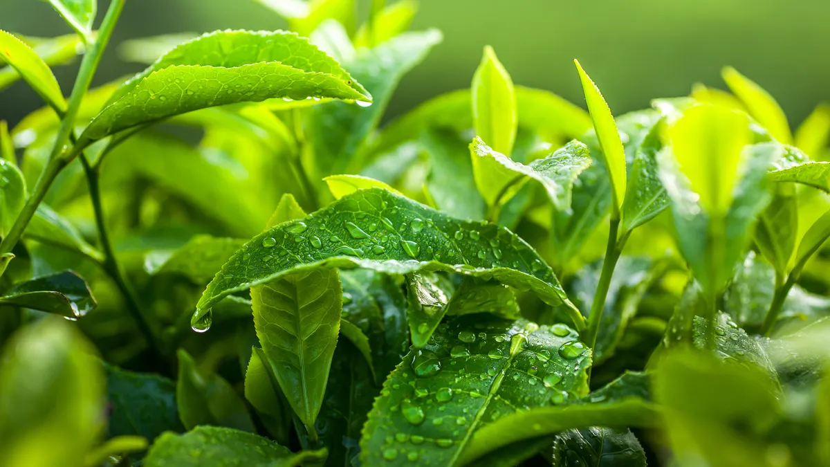 Honest co-founder announces details of new RTD teas | Food Dive